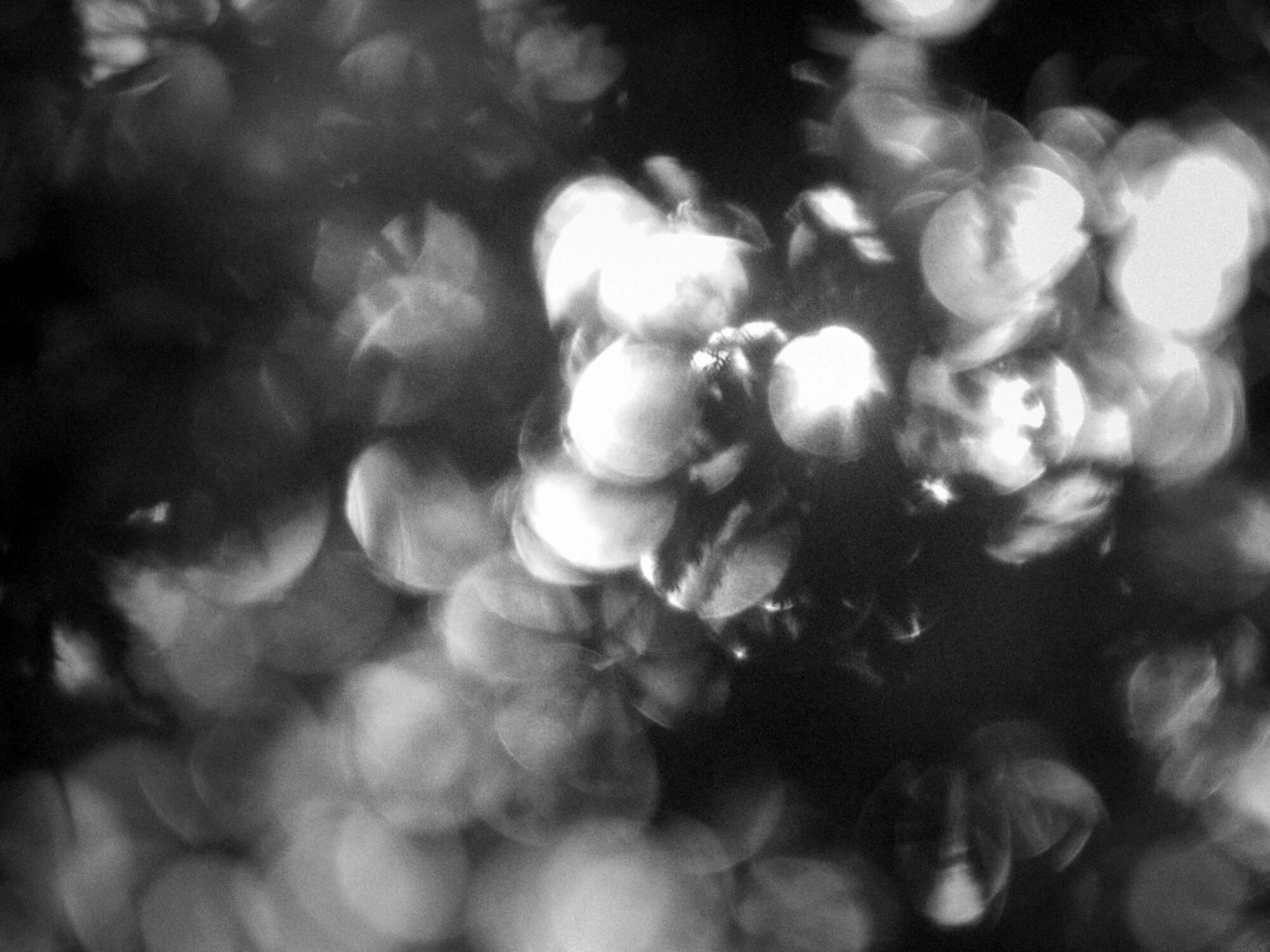 19. Blasmusikkonzert der Wiener Philharmoniker • Salzburger Festspiele 2025